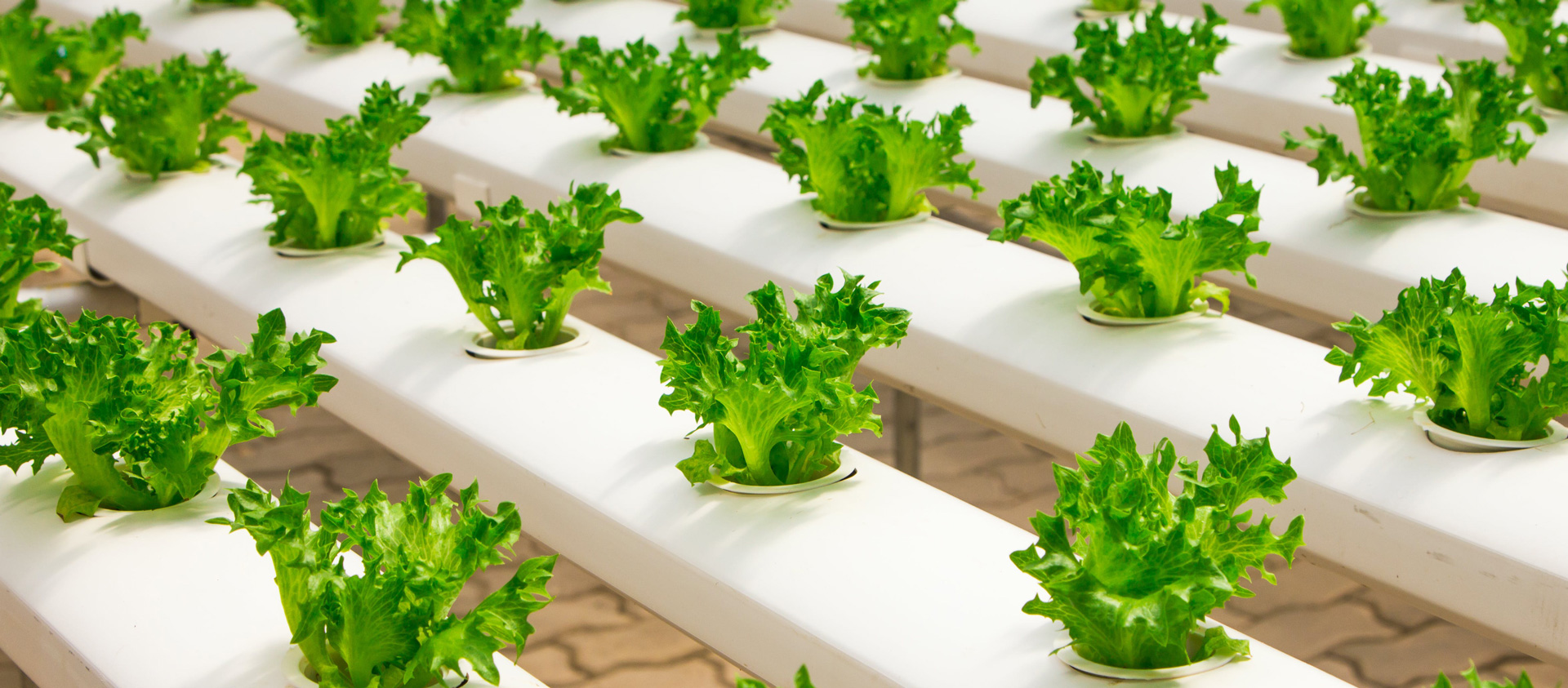 Our Impact - AgriGrow Analytics